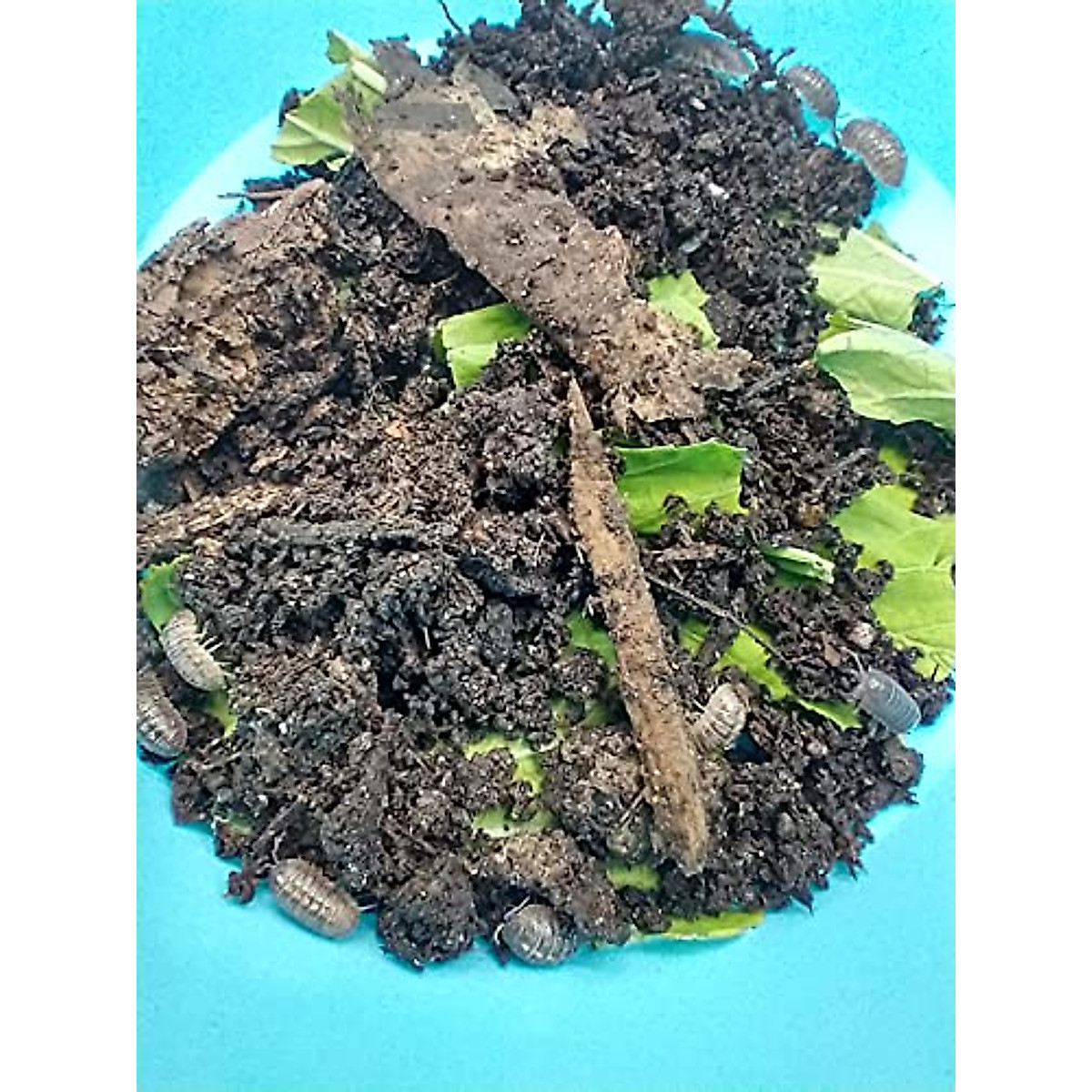 Universal Specialties Bulk Roly Polys Lot of 25 Rolie Polie Live Isopods Little Pet Animal Pill Bugs