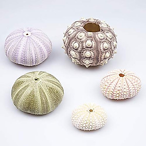 BUDDE 5 Pack Mini Sea Urchin Shell Hanging Pot-Air Plant Holder air Plant Hanging holdercute pots for succulentsin Cute Tillandsia Succulentwith Rustic Ropes