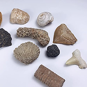 Fossil Collection (10 Piece) with Storage Case and Information Card