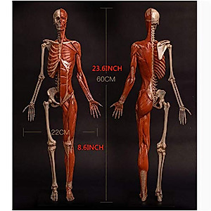 Female Anatomy Figure Painting Model - Medical Anatomical Human Muscle Bone and Skin Model - Human Skull Head Body Muscle Bone Sculpture Model - for Drawing Study