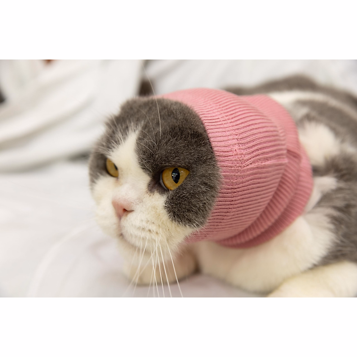 DDFS No Flap Ear Wrap Cat Small (6 Pack), Dedication No Flap Ear Wraps Cat No Flap Ear Wrap Pinpoint Mesh Wine Red S