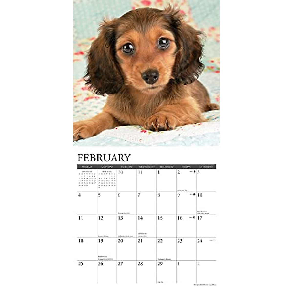 Willow Creek Press Dachshund Puppies Monthly 2024 Wall Calendar (12" x 12")
