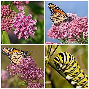Seed Needs, Pink Swamp Milkweed Seeds for Planting (Asclepias incarnata) Heirloom, Open Pollinated & Untreated, Attracts Monarch Butterflies (2 Packs)