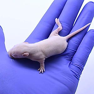 MiceDirect Frozen Rat Combo Pack of 10 Pinky & Fuzzie Feeder Rats - 5 Rat Pinkies & 5 Rat Fuzzies - Food for Corn Snakes, Ball Pythons, Lizards and Other Pet Reptiles-Freshest Snake Feed Supplies