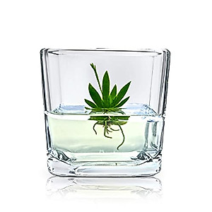 BLOOMIFY Miniature Orchid Terrarium, Open Pot Design, Maintenance Free, 3" Glass Votive