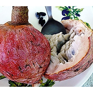 Red Custard Apple Tree (10 Seeds) AKA Bullock's Heart,jamaican Apple ! Rare