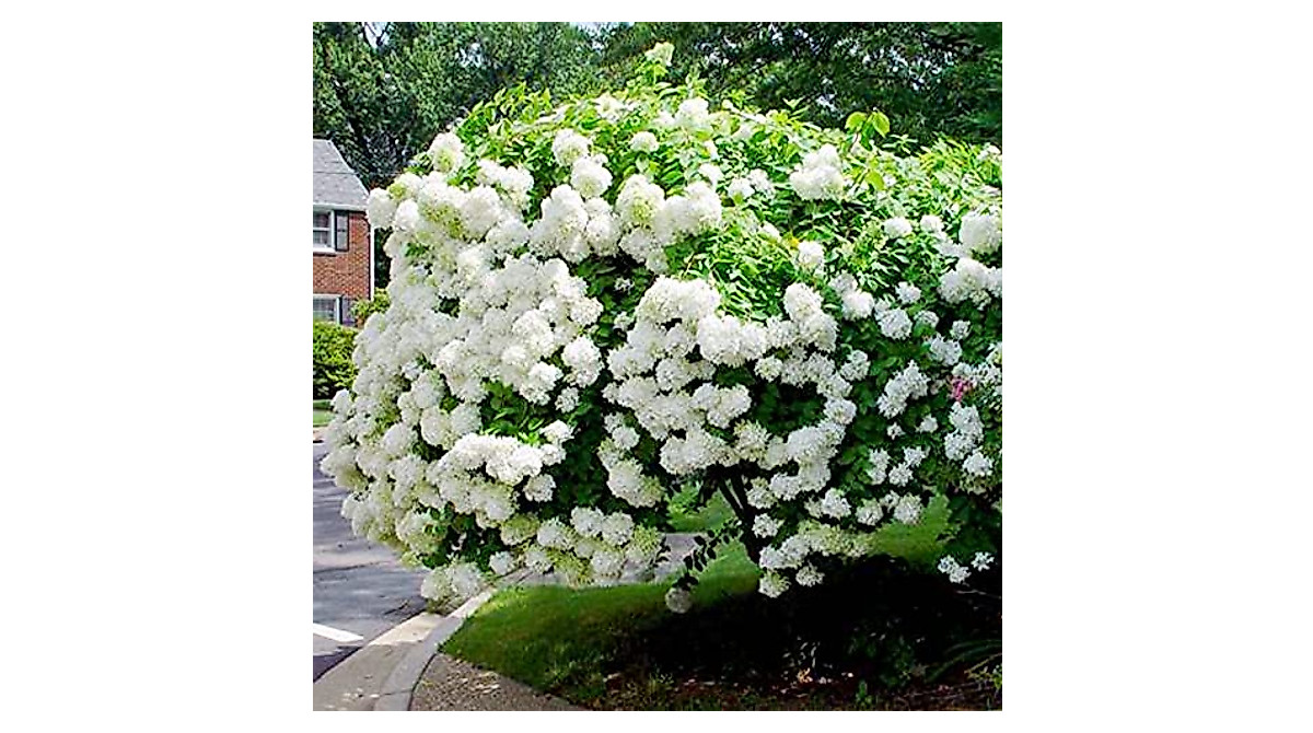 Grow Stunning Pee Gee Hydrangea Seeds - QAUZUY GARDEN