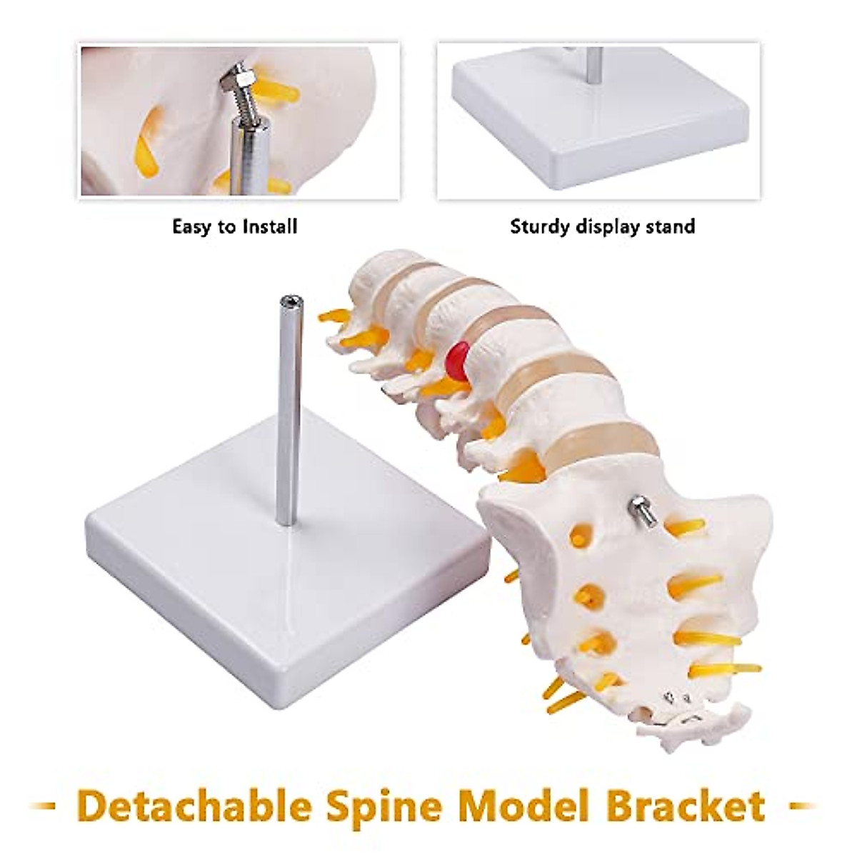 breesky Lumbar Spine Model - Life Size Human Lumbar Vertebrae Anatomy Model with Sacrum and Spinal Nerves Medical Chiropractor Medical Student Study Teaching Demonstration