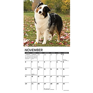 Willow Creek Press Australian Shepherds Monthly 2024 Wall Calendar (12" x 12")
