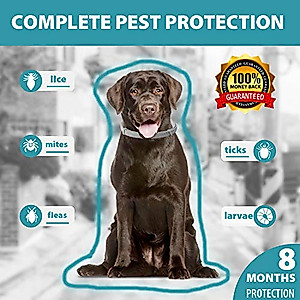 Flea and Tick Collar for Dogs,Flea and Tick Treatment and Prevention for Dogs up to 8 Month,One Size Fits All,100% Natural Ingredients, Waterproof,Include Tick Removal Tools,2 Pack