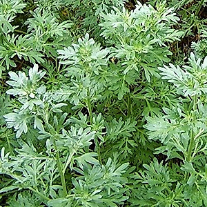 David's Garden Seeds Herb Wormwood Absinthe 4423 (Green) 100 Non-GMO, Heirloom Seeds
