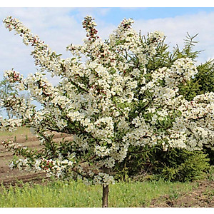 Malus sargentii (Sargent's Crabapple) Tree Seed, Fragrant White Flowers, Small, Dark red, Persistent Fruits, You Choose The Quantity (1 Pack)