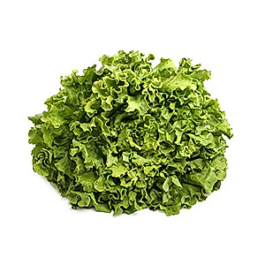 Green Ice Leaf Lettuce Seeds for Planting, 1000+ Heirloom Seeds Per Packet, (Isla's Garden Seeds), Non GMO Seeds, Botanical Name: Lactuca Sativa, Great Home Garden Gift