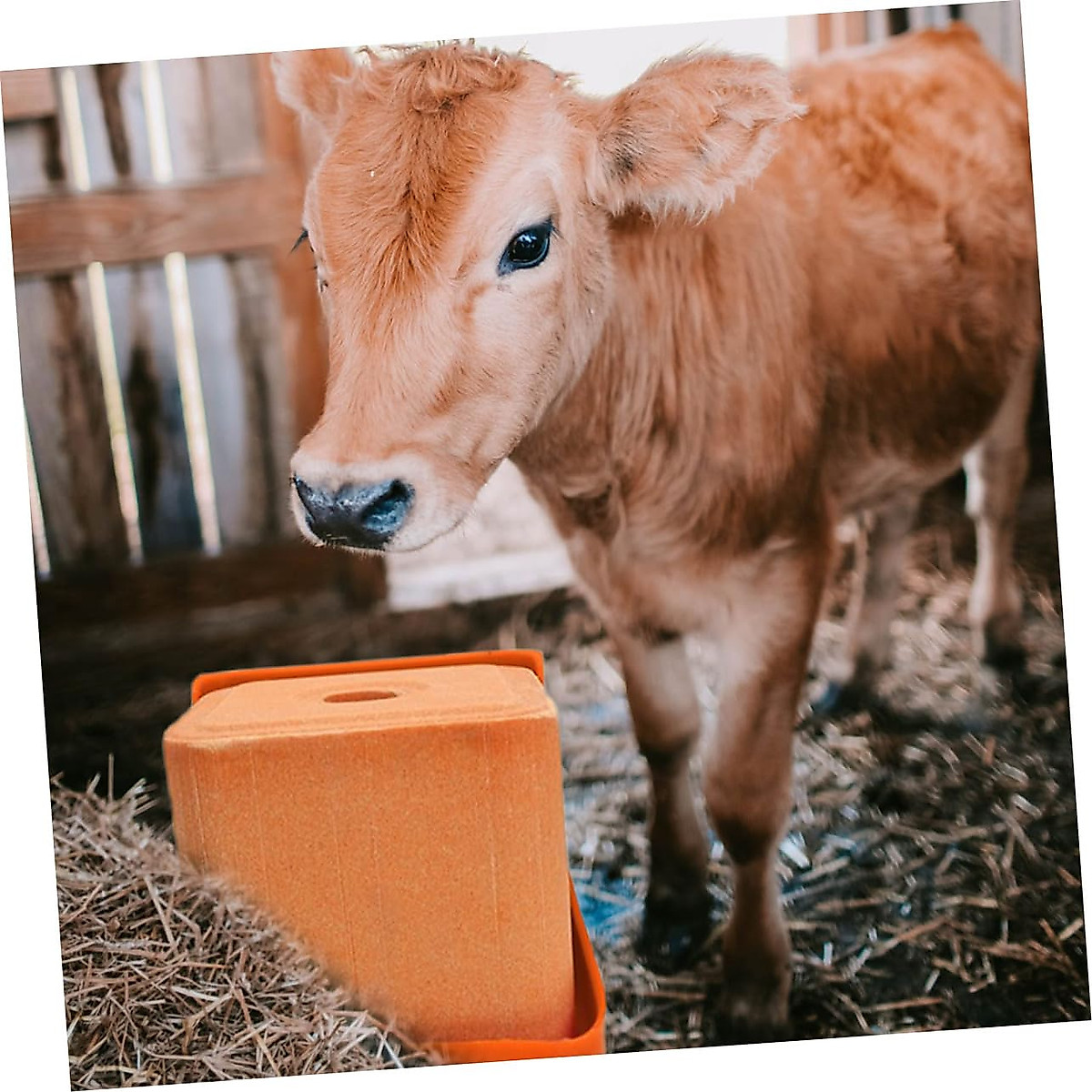 POPETPOP 2pcs Tray Fodder Trays Pig Feeding Bowl Feeding Bucket for Horses Mineral Block Holder Cattle Block Holder Sheep Salt Lick Box Thickened Livestock Feeder Appendix Orange Animal