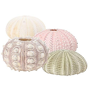 4Pcs Conch Shell Large Sea Urchin Plant Pot Sea Shells Air Plant Holder Bonsai Air Plant Planter Tillandsia Holde Display Container Beach Garden sea Urchin Shell Decoration air Plant Holder