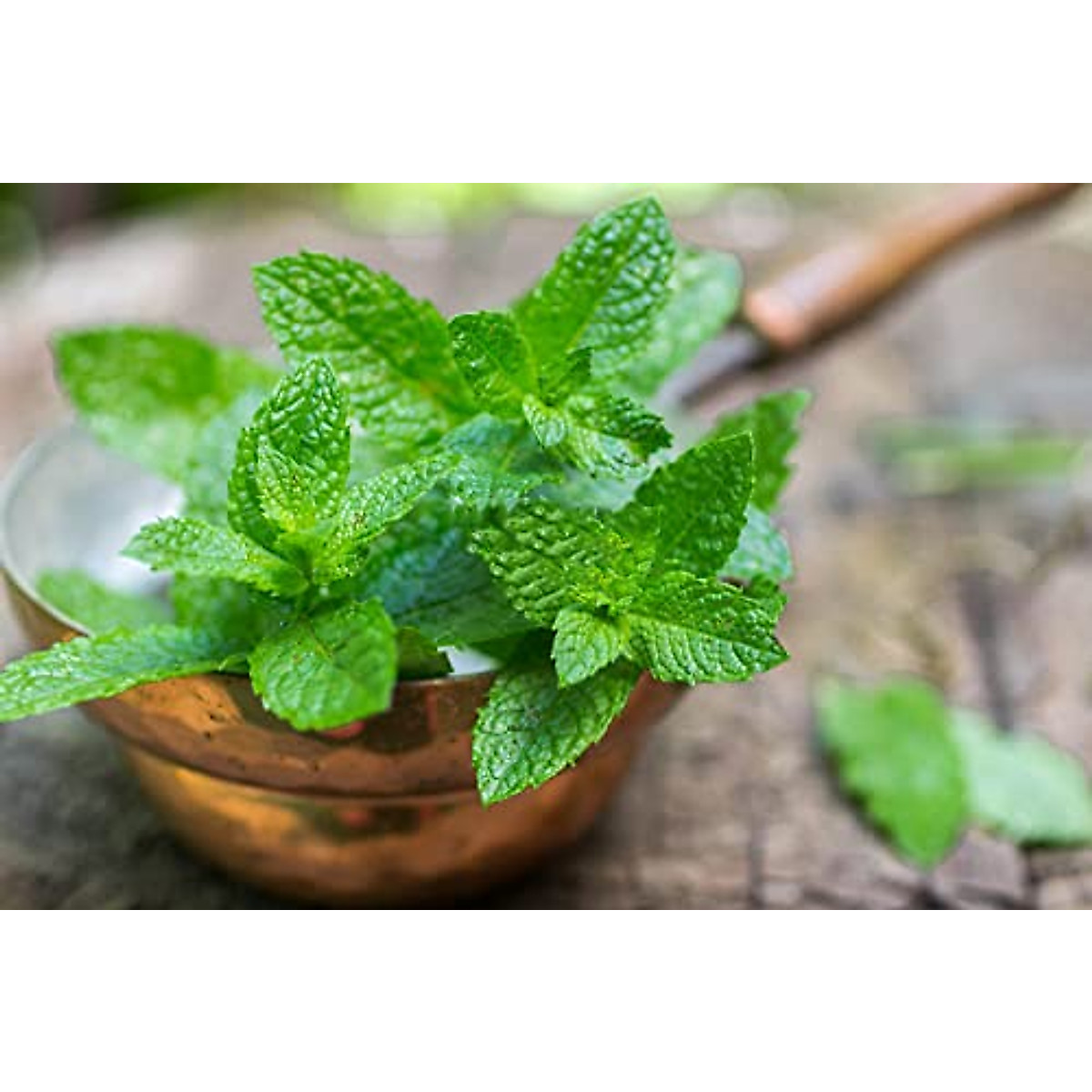 300+ Mint Seeds for Planting Heirloom Non-GMO Herb Variety for Culinary and Tea Drink