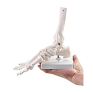 QWORK Human Foot Skeleton Model, Life Size Medical Anatomy Foot and Ankle Model, Right, Fully Articulated, for Medical Study & Science Classroom