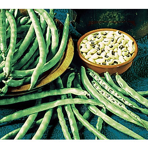 Burpee California Blackeye No.5 Cowpea Seeds 200 seeds