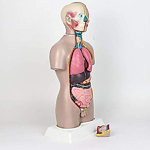 KINOFU Teaching Model, Assembly Human Torso Anatomy Model Human Internal Organs Anatomical Decoration Teaching Aids,42Cm Educational Materials for School,Education Anatomy Biology Teaching Aids