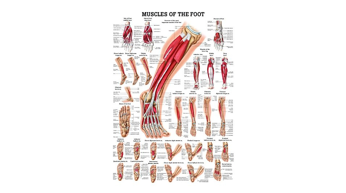 Muscles of the Foot Anatomy Chart – Educational Resource
