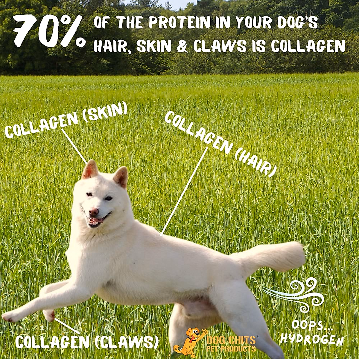 Dog Chits Beef Collagen Sticks for Dogs and Puppies | 12 Inch | Naturally Loaded w/Collagen | Amazing for Joints and Skin | Odor Free | All Natural | Long Lasting Chew | Grass Fed Beef | 6 Pack