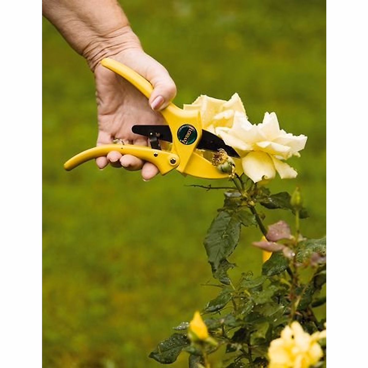 Florian Ratchet Cut Pruner W/Holster