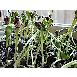 Sunflower Sprouting Seed, Non GMO - 16 oz - Country Creek Acre Brand - Sunflower Seed for Sprouts, Garden Planting, Cooking, Soup, Emergency Food Storage, Gardening, Juicing, Cover Crop