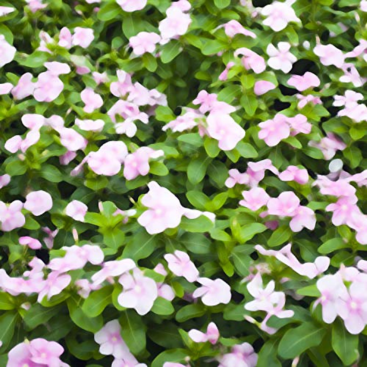 Outsidepride Vinca Periwinkle Pink Garden Flower, Ground Cover, & Container Plants - 4000 Seeds