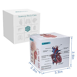 Medical Student Human Anatomy 3.93"Cube Anatomy Poster Set Heart,Brain,Lung,Stomach,Throat,Muscular,Skeletal,Digestive,Circulatory,Gifts For Medical Students, Nurse