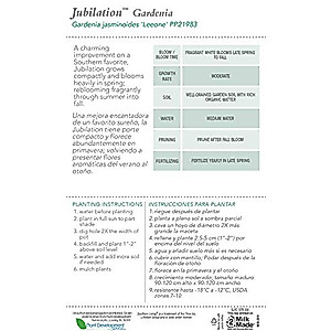 Southern Living Plant Collection Jubilation Gardenia, 2.5 Quart, White Fragrant Blooms and Glossy Green Foliage