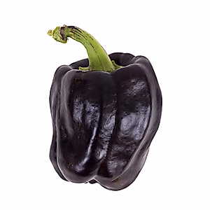 Purple Beauty Sweet Bell Pepper Seeds for Planting, 100+ Heirloom Seeds Per Packet, (Isla's Garden Seeds), Non GMO Seeds, Botanical Name: Capsicum annuum, Great Home Garden Gift