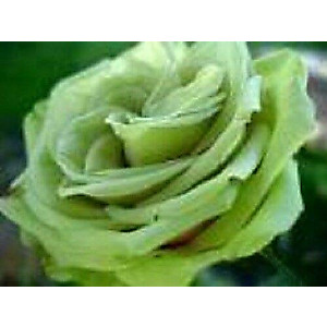 20+ Green Rose Rosa Flowers Seeds Bush Shrub Perennial Flower