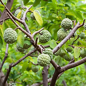 Annona Squamosa Sugar Apple Tree Live Plant 8 Inc Tall, Sweet Sugar Apple Fruit Tree Na Dai, Sugar Apple Plant