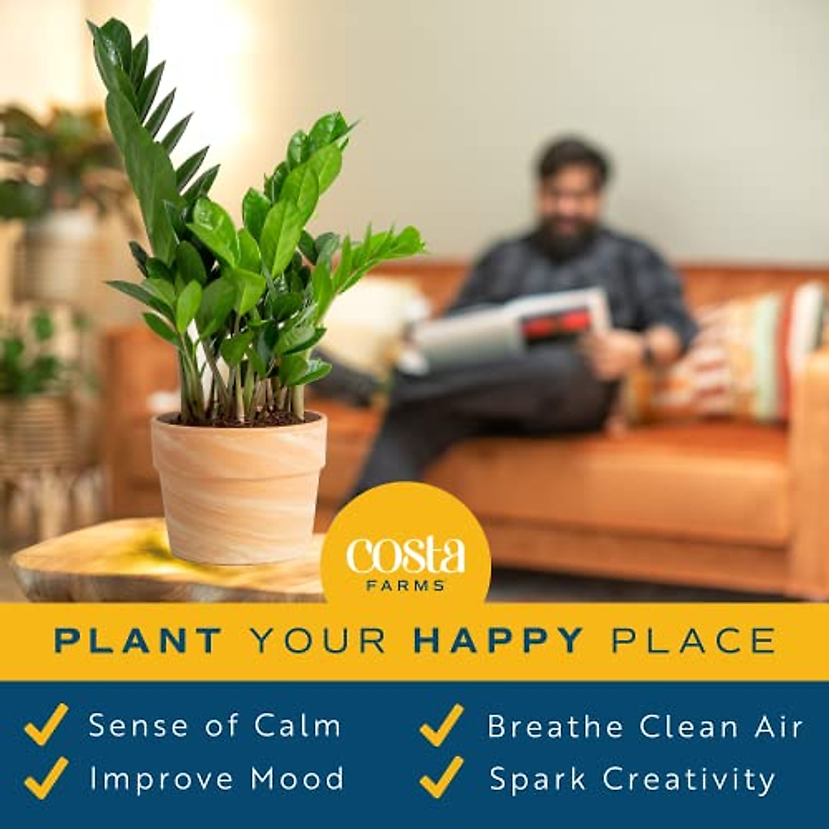 Costa Farms ZZ Plant, Live Indoor Houseplant in Modern Decor Planter, Natural Air Purifier in Potting Soil, Gift for Plant Lovers, Birthday Gift, Tabletop Living Room Decor, Desk Decor, 12-Inches Tall