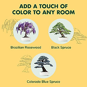 Bonsai Tree Kit - Grow 3 Mini Bonsai Trees, Indoor Plant Growing Kit - Bonsai Starter Kit with Bonsai Seeds, Soil, Planters & Shears, Gardening Gifts for Women, Fathers Day Gardening Gifts