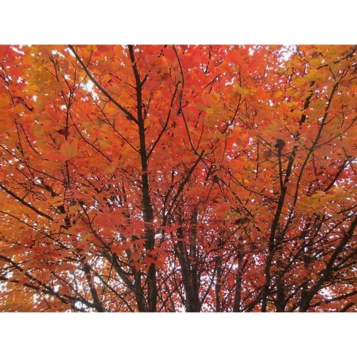 Autumn Blaze Maple Tree - 1 Gallon, 5ft Tall - Established Roots Potted - Acer x Freemanii, Fast Growing Tree, Fall Colors