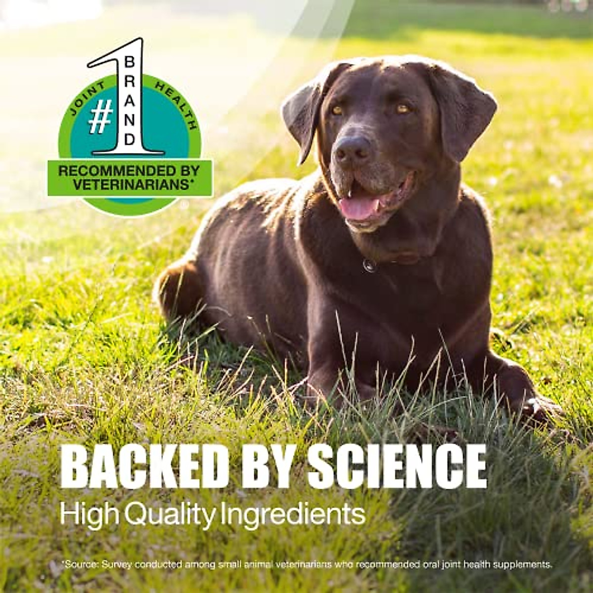 Nutramax Dasuquin with MSM Joint Health Supplement for Large Dogs - With Glucosamine, MSM, Chondroitin, ASU, Boswellia Serrata Extract, and Green Tea Extract, 150 Soft Chews