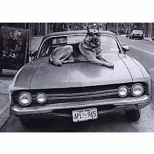 Dog On Hood Of Car - Avanti Funny German Shepherd Birthday Card