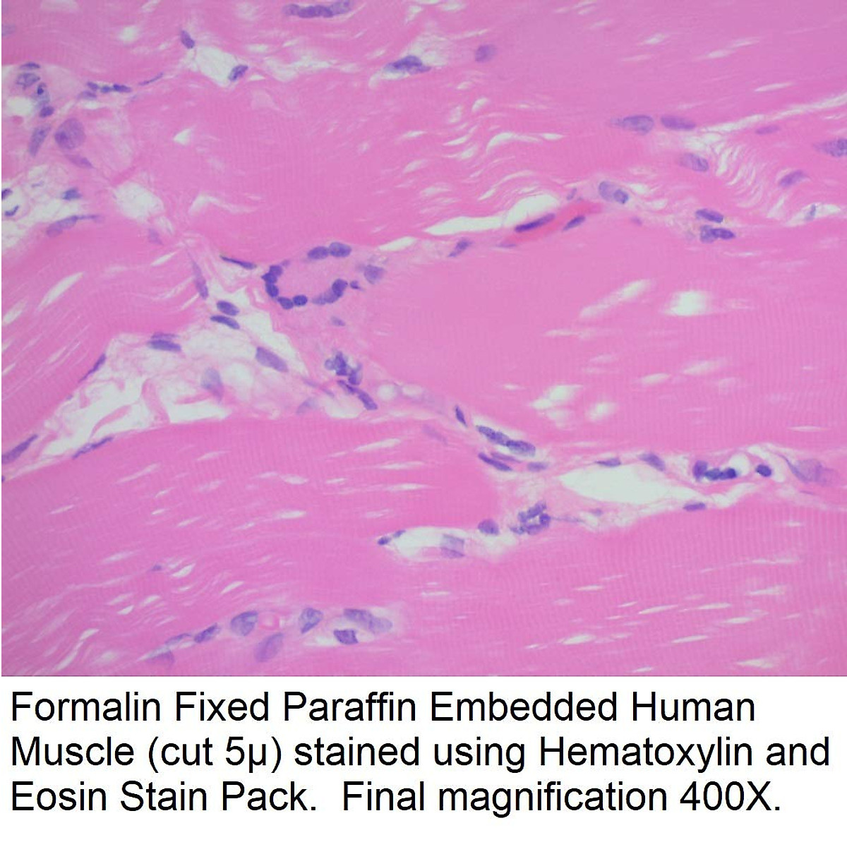 Hematoxylin and Eosin Stain Pack, 500ml