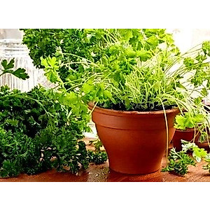 Coriander Cilantro Magnum Seeds for Planting Herb Garden 500+ Seeds