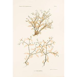 Myosotis sparsiflora