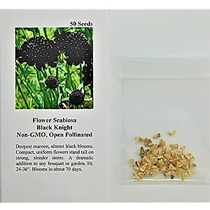 David's Garden Seeds Flower Scabiosa Black Knight FBA-00018 (Black) 50 Non-GMO, Heirloom Seeds