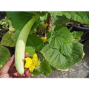 Armenian Pale Green Cucumber Seeds for Planting, 100+ Heirloom Seeds Per Packet, (Isla's Garden Seeds), Non GMO Seeds, Botanical Name: Cucumis sativus, Great Home Garden Gift