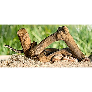 Galápagos (05064) Aspen Digs Shavings Bedding, 8-Quart, Natural