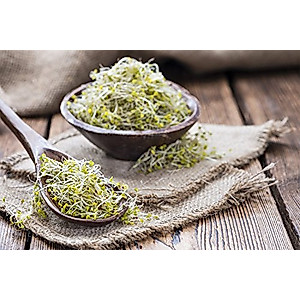 Sprouting Jar Strainer Lid - For Growing Organic Sprouts & Sprouter Screens - 304 Stainless Steel