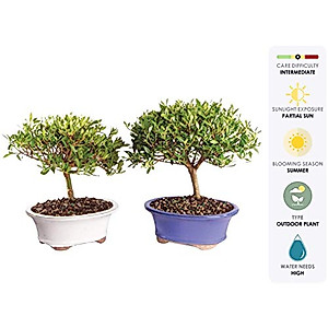 Brussel's Live Gardenia Outdoor Bonsai Tree (2 Pack) - 8 Years Old; 8" to 12" Tall with Decorative Container