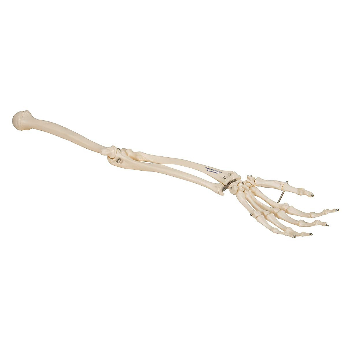 3B Scientific A45 Arm Skeleton - 3B Smart Anatomy