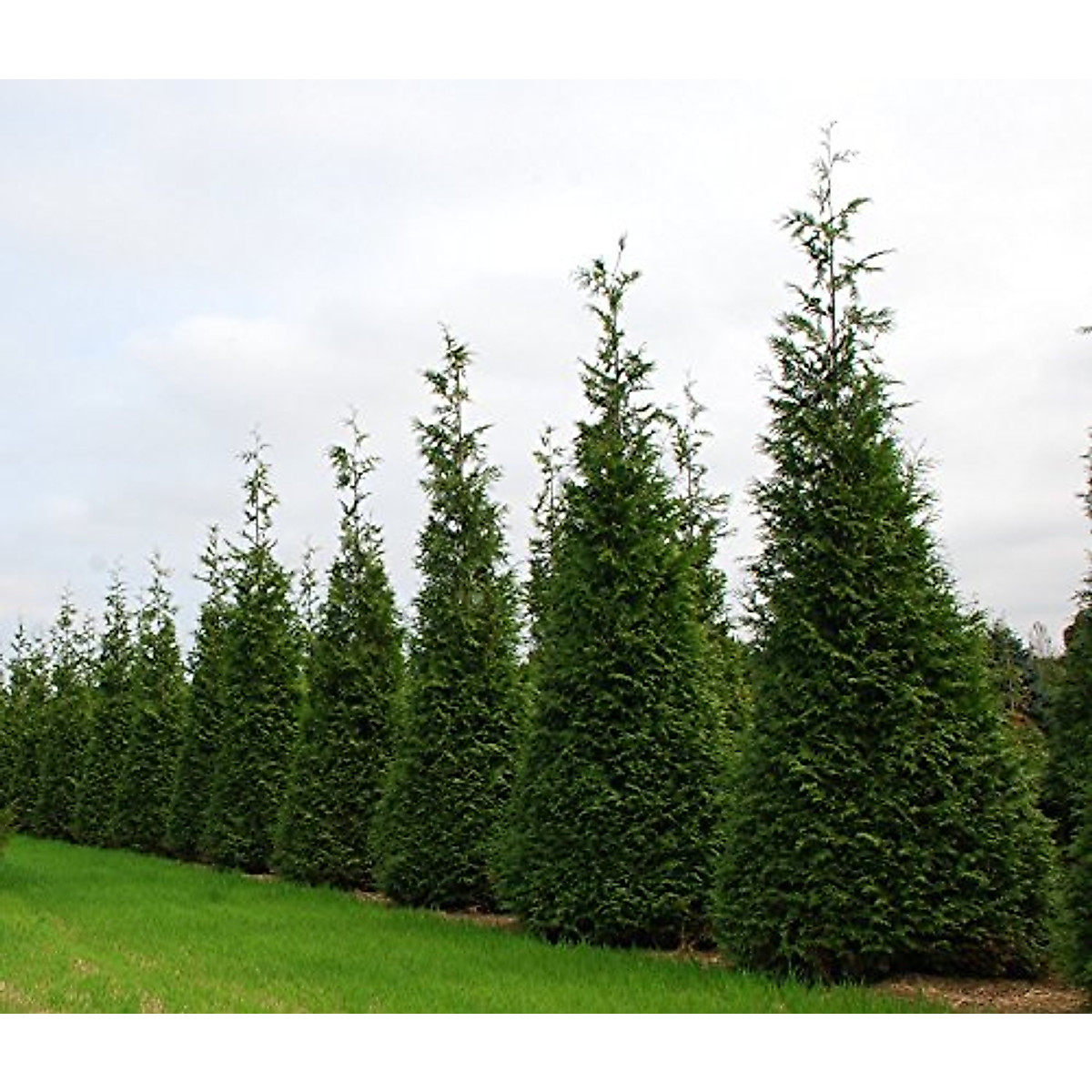 Thuja Arborvitae Green Giant Qty 40 Live Trees Evergreen Privacy
