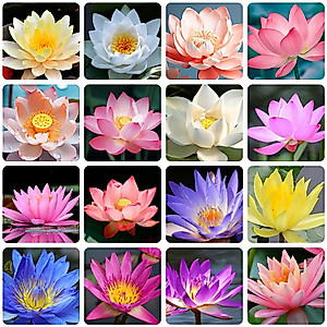 35+ Mixed Bowl Lotus Seeds, Lotus Seeds, Bonsai Lotus Seeds for Planting (Nelumbo), Water Lily Seeds, Can Purify Water and Air
