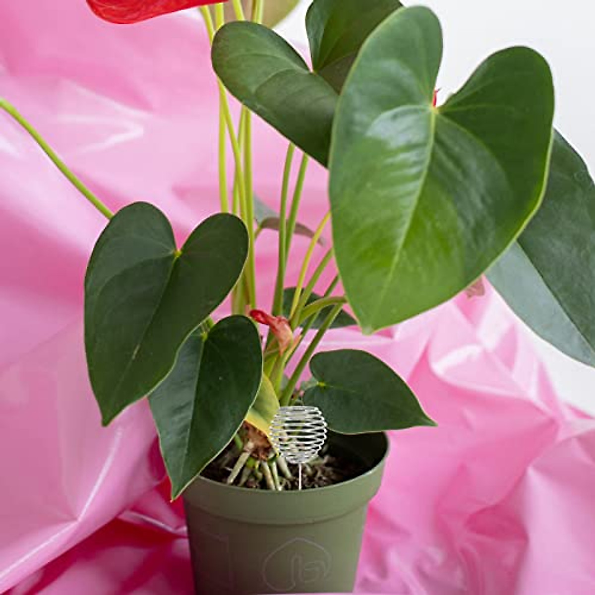 GANAZONO Orchid Fertilizer 10pcs Stainless Steel Succulents Mini Mini Planting Fertilizers Baskets